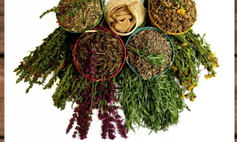 Plantas medicinales: conocimiento y práctica de la herbolaria Plantas medicinales: conocimiento y práctica de la herbolaria