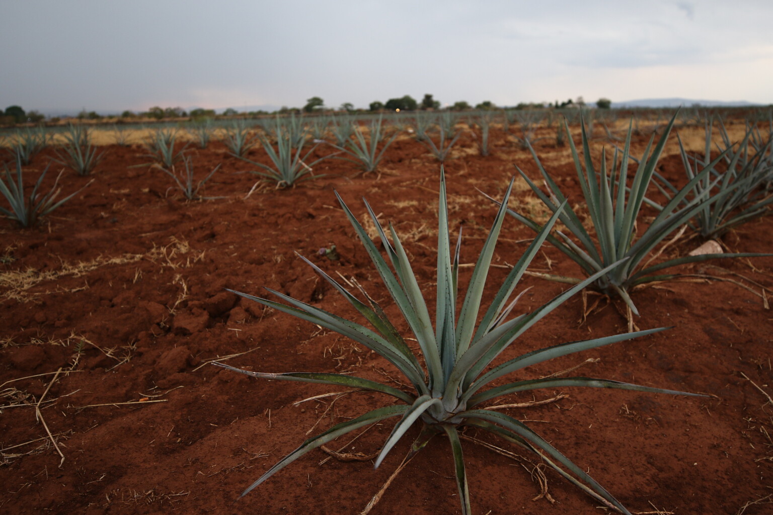 Agricultura regenerativa para la producción de agave – Universidad del Medio Ambiente